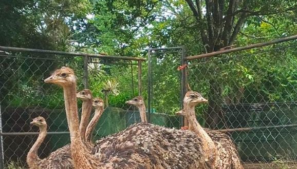 Parque Zoológico y Botánico Bararida recibió 20 nuevas especies para la ...