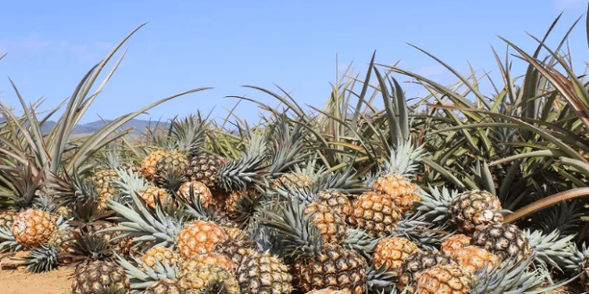 Lara abastece el 80 % del consumo de piña de Venezuela - Noticias de ...